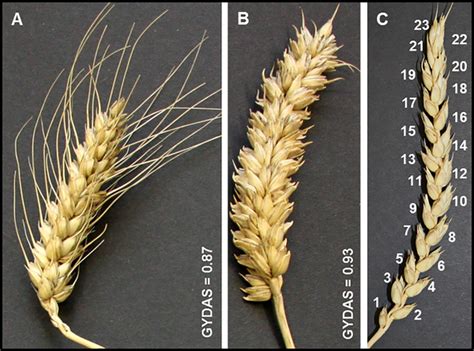 Wheat Spikelet