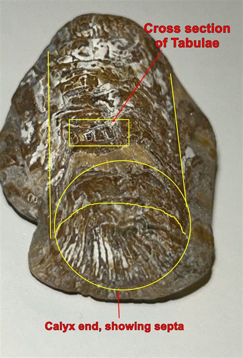 Trilobite Identification Request Fossil Id The Fossil Forum