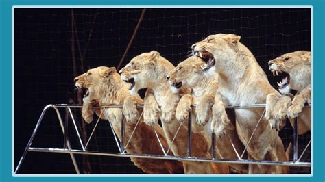 Дрессировка диких животных в цирке запретить или нет Youtube