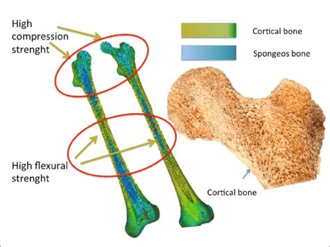 Cortical And Trabecular Bone Distribution In The Entire Femur Left