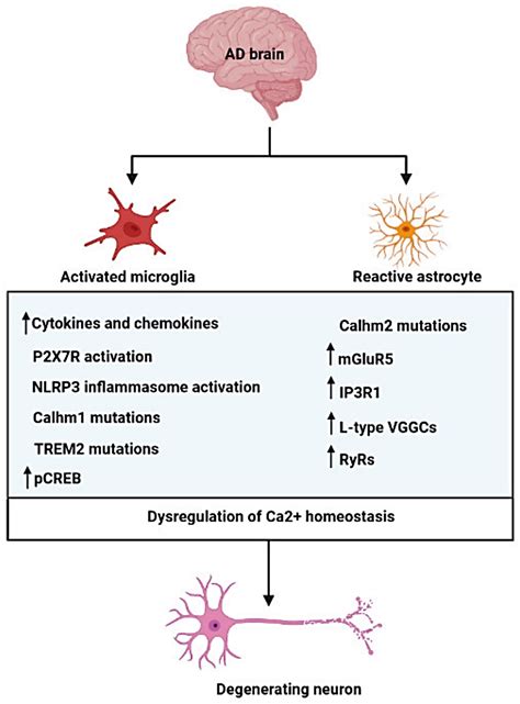 Microglia And Astrocytes