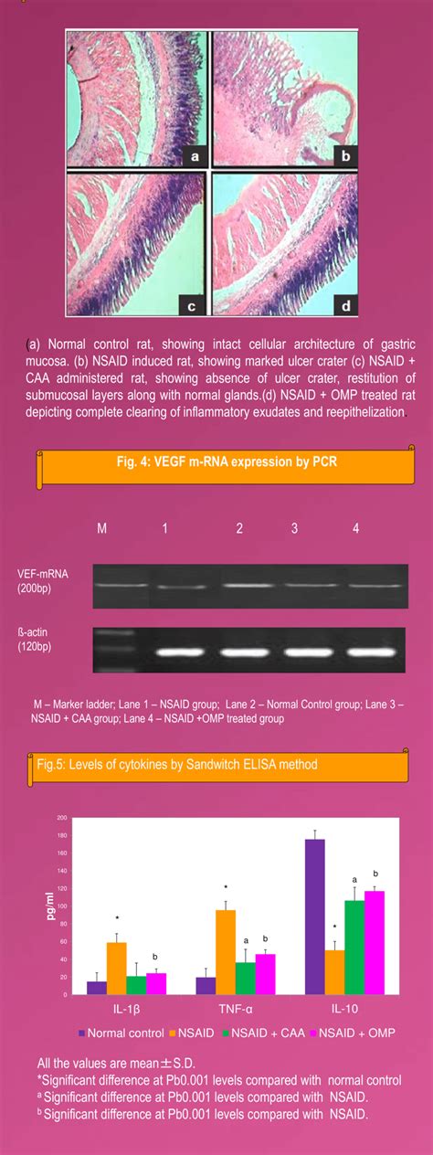 Histologic Examination Of Gastric Mucosal Section Hande 20×
