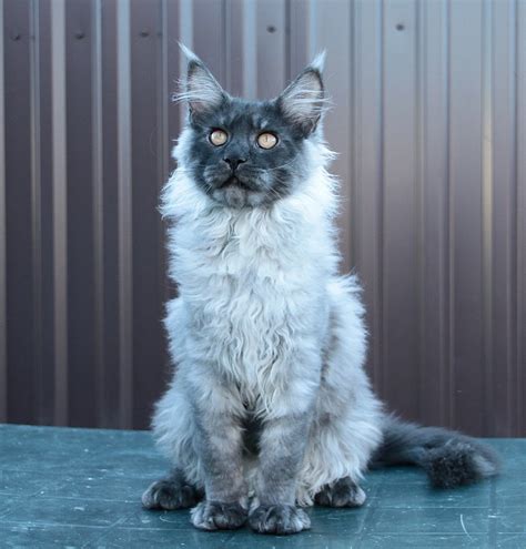 Giant Maine Coon Size Cats For Sale Maine Coon Price