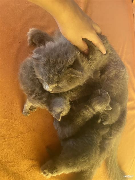 قطوه انثى مع عيالها النوع الأنثى مهجنا ما بين الهملايا و الاسكتش فولد