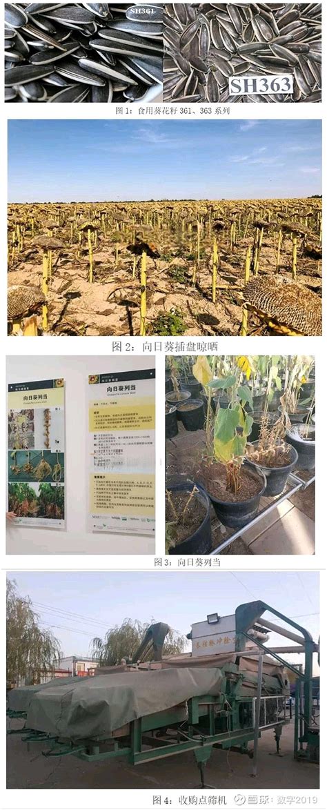 洽洽食品研究之葵花籽知识 最近在关注 洽洽食品 可能存在的困境反转机会。大概看了一下雪球，没多少深度研究的资料。要看懂 洽洽 ，关键是搞懂它