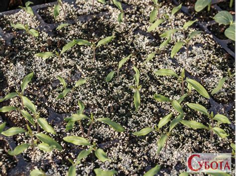 Як швидко оживити слабку розсаду за допомогою простого засобу Субота Інтернет видання