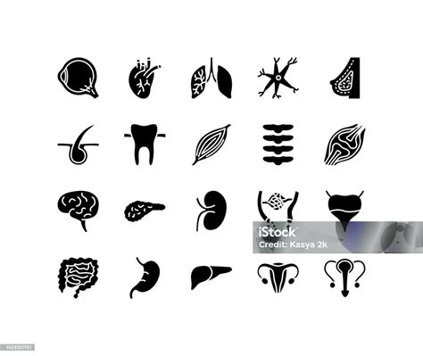 인간의 내부 장기 플랫 라인 아이콘 설정 해부학 기호 폐 근육 안구 간 위 신장 비뇨기 뼈 웹 사이트 또는 모바일 앱을 위한