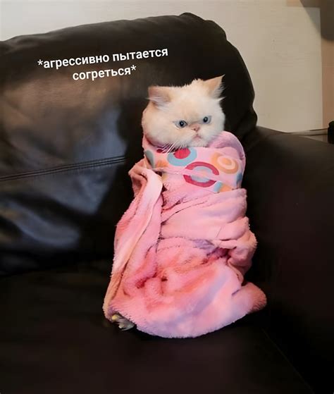 смешные картинки фото приколы котэ прикольные картинки с кошками смешные картинки и