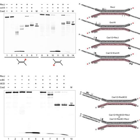 Prespacer Generation And Integration Into The Crispr Array During Download Scientific Diagram