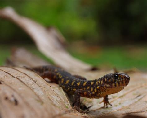 Желтопятнистая лепидофима (лат. Lepidophyma flavimaculatum)