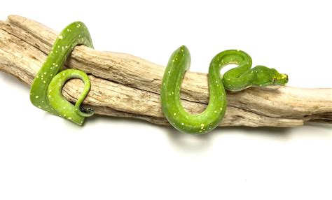Green Tree Pythons Page 4 Scales And Tails Of Ohio