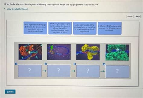 Solved Drag The Labels Onto The Diagram To Identify The