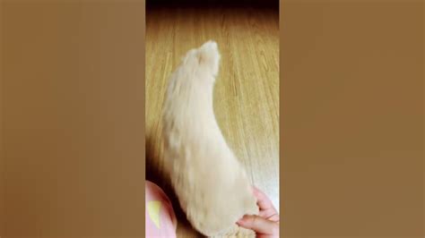 퍼슈트 꼬리 완성 아직 머리 발 손은 못 만듬 Youtube