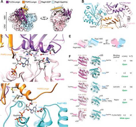 Cryo Em Structure Of The Human Flcn Fnip2 Rag Ragulator Complex Abstract Europe Pmc
