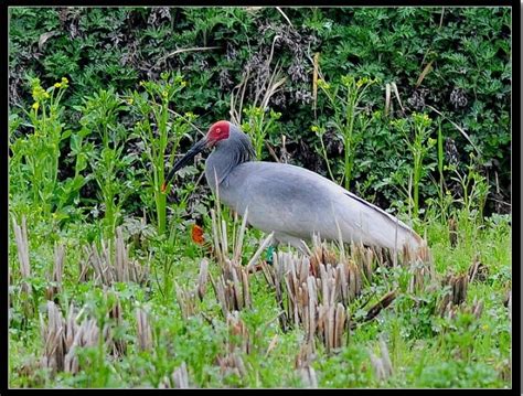 Серый птица с длинным клювом Птицы Фото галерея Галерейка