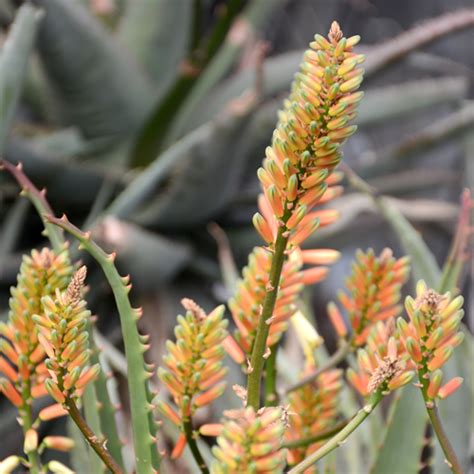 Aloe Candy Stripe Lifestyle Home Garden Online Store