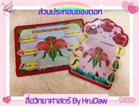 สื่อการสอนส่วนประกอบของดอก สื่อการสอนวิทยาศาสตร์ Science Dawnoy Thaipick