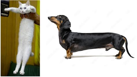 Long Vs Wide Data Tables The Data School