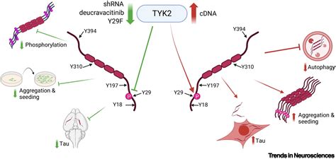 Deciphering The Role Of Tyk2 In Tau Phosphorylation And Pathology Trends In Neurosciences