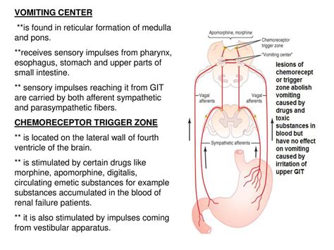 Salivary Secretion Swallowing And Esophageal Motility And Vomiting Dr Ppt Download