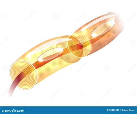 Neuron Myelin Sheath Stock Vector Illustration Of Glial 93427897