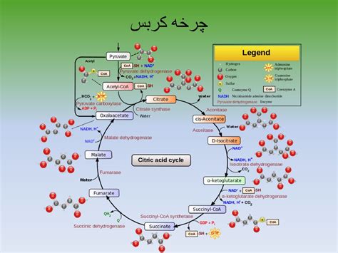 به نام پروردگار Ppt Download