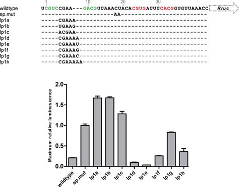 in vitro ribosomal scanning inhibition assay mutations relative to the