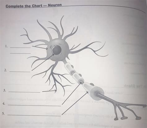 Neuron Diagram Quizlet
