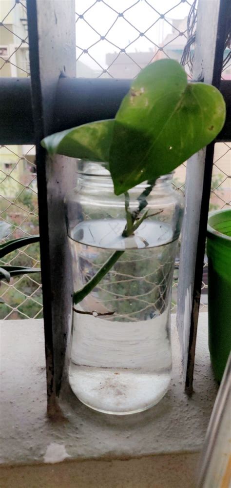 Epipremnum Aureum Propagation