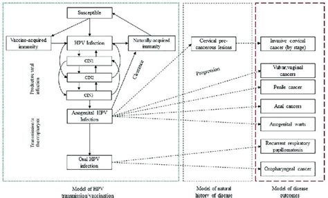 Simplified Diagram Of The Model Of Hpv Transmission Human Impact Of
