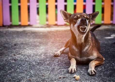 Microphthalmia In Dogs Symptoms Diagnosis And Treatment Pet Rescue