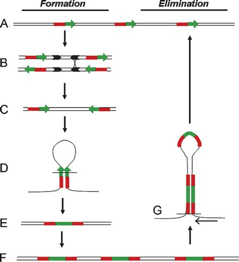 Human Ribosomal Rna Gene Arrays Display A Broad Range Of Palindromic Structures