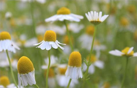 Кои естествени средства лекуват вагинални инфекции Здраве Ws