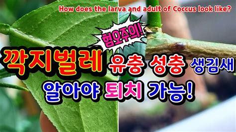 깍지벌레개각충 유충and성충 생김새 알아야 퇴치 가능 Youtube