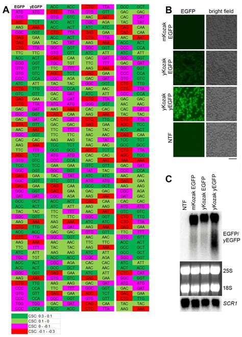 The Steady State Level Of The Model Rna Is Unaffected By Its Suboptimal Download Scientific