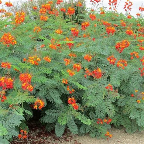 Pride Of Barbados Etsy