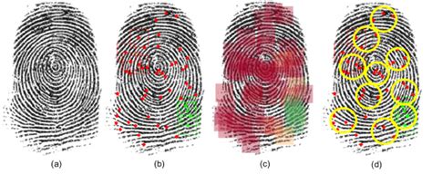 fingerprint presentation attack detection generalization and