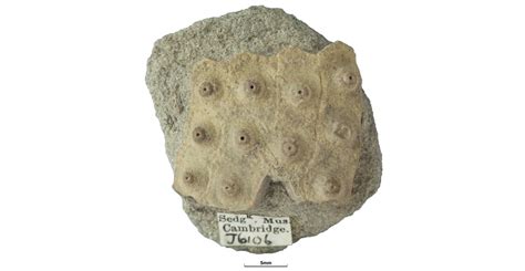 Class Echinoidea Fossil