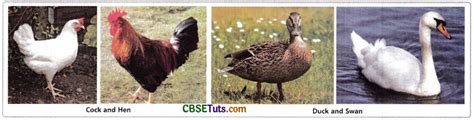 Complete Concept Of Poultry Farming And Farm Management Cbse Tuts