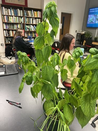 Cs 414 Weeds Pictures Week 7 Flashcards Quizlet