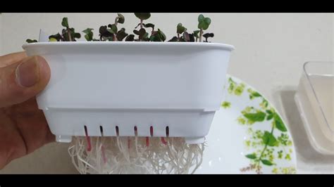 새싹채소 적무 키우기 Youtube