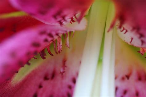Stargazer Lily Garden - Free photo on Pixabay - Pixabay