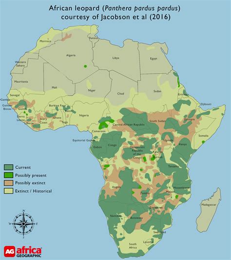 Leopard Attack Somali Spot Forum News Videos