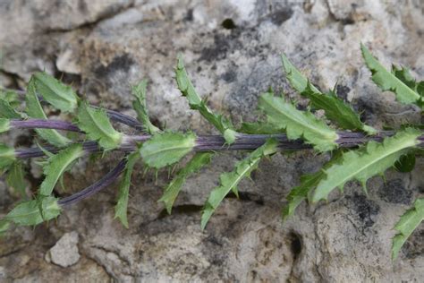 Carlina biebersteinii - Изображение особи - Плантариум