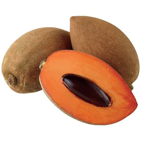 Mamey Zapote Pouteria Sapota Live Fruit Tree 5in To 24in Gfs Etsy