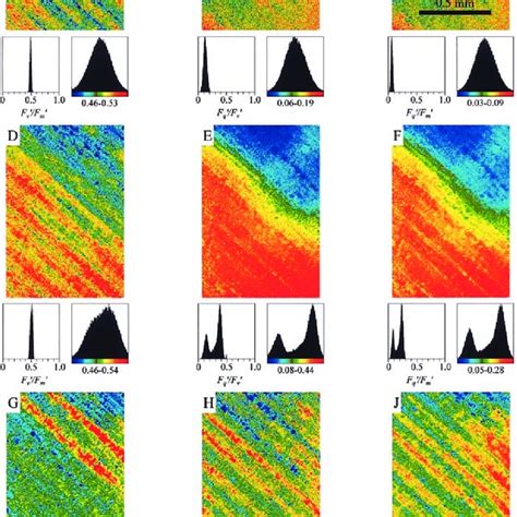 Fluorescence Trace Illustrating The Terminology Used And The Sequence