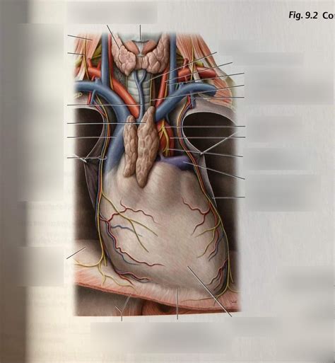 Vue 4 Anat Diagram Quizlet