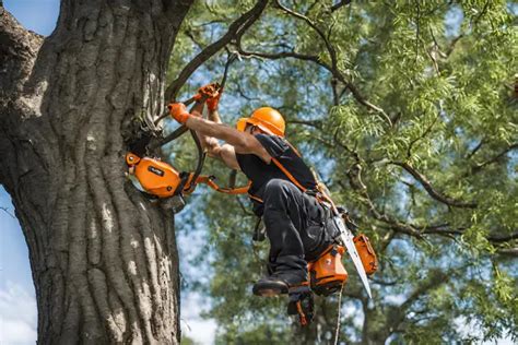 Tree Lopping Vs Pruning Whats The Essential Difference