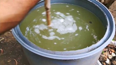 Decomposer Decomposer Solution From The Started Culture