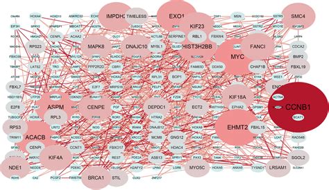 Proteinprotein Interaction Map Showing The Interactions Among The
